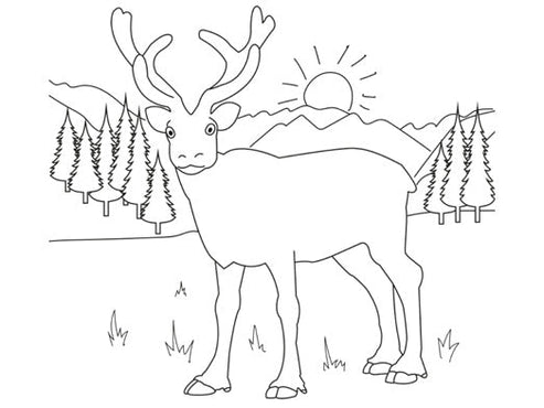 saddle club coloring pages